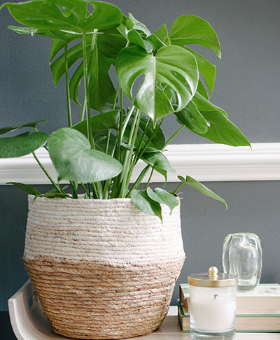 Indoor Plant Interior Design Trends & Ideas | G&C Interiors